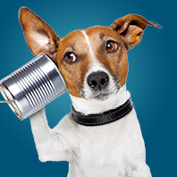 Tug Dogs – Teach Train Tug – Professional Dog Training Academy