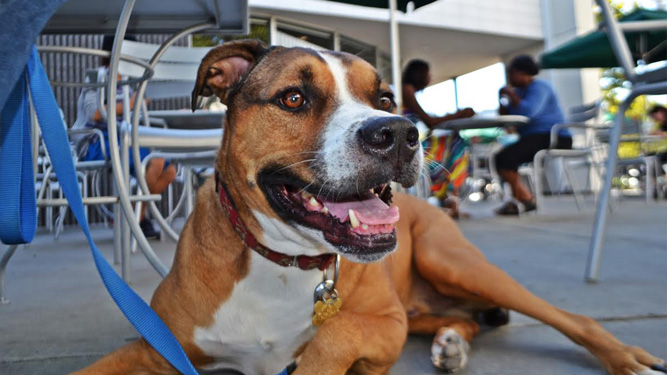 Tug Dogs – Teach Train Tug – Professional Dog Training Academy