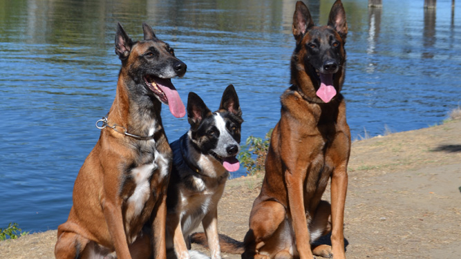 Tug Dogs – Teach Train Tug – Professional Dog Training Academy