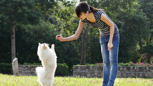 Tug Dogs – Teach Train Tug – Professional Dog Training Academy