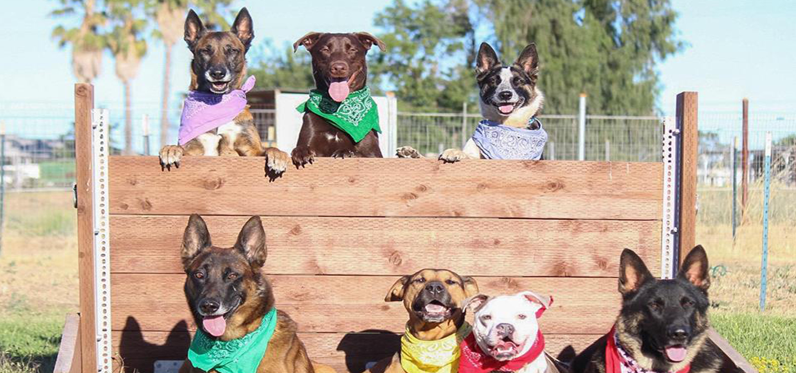 Tug Dogs – Teach Train Tug – Professional Dog Training Academy